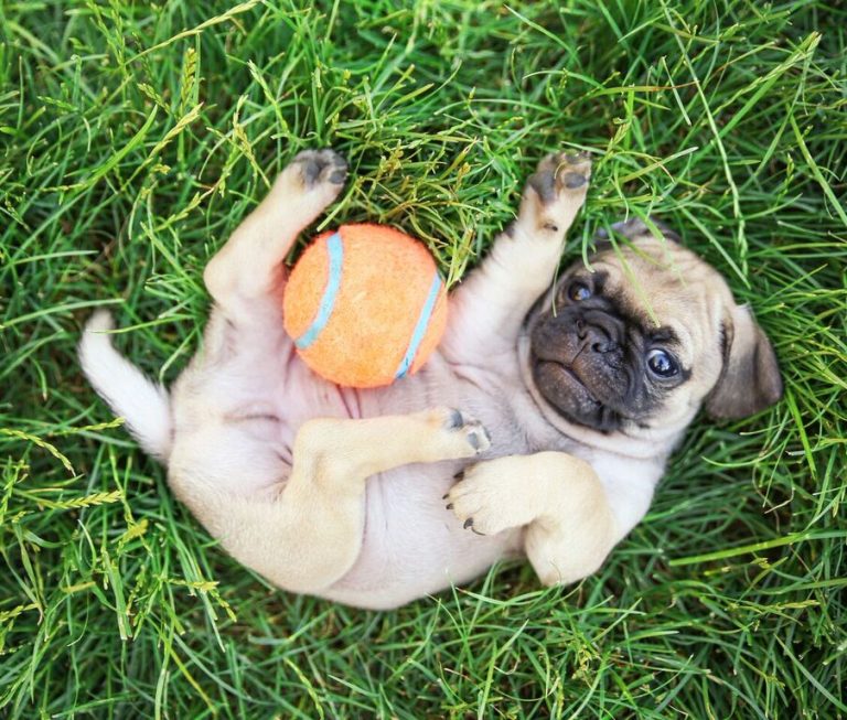 Grub/Army Worm & Fire Ant Treatments – Texas Lawn Tech